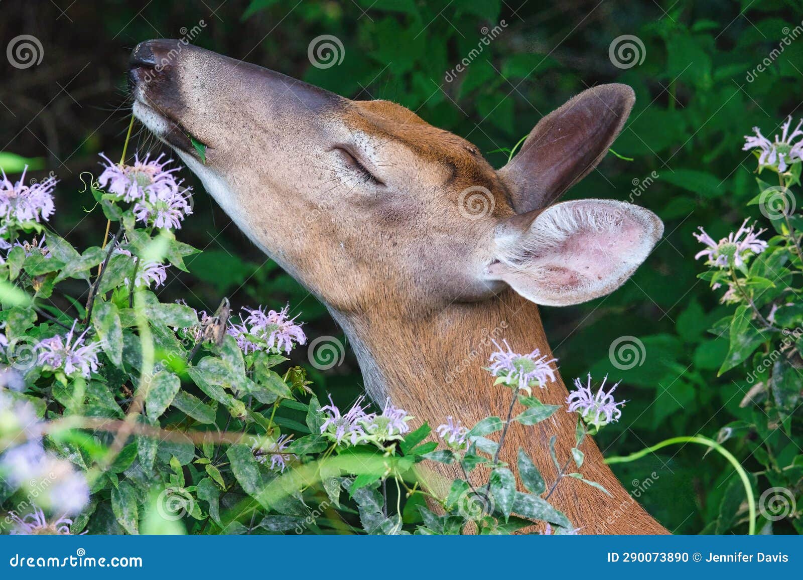A Doe White-Tailed Deer Eats Bee Balm and Leaves for Breakfast Stock ...