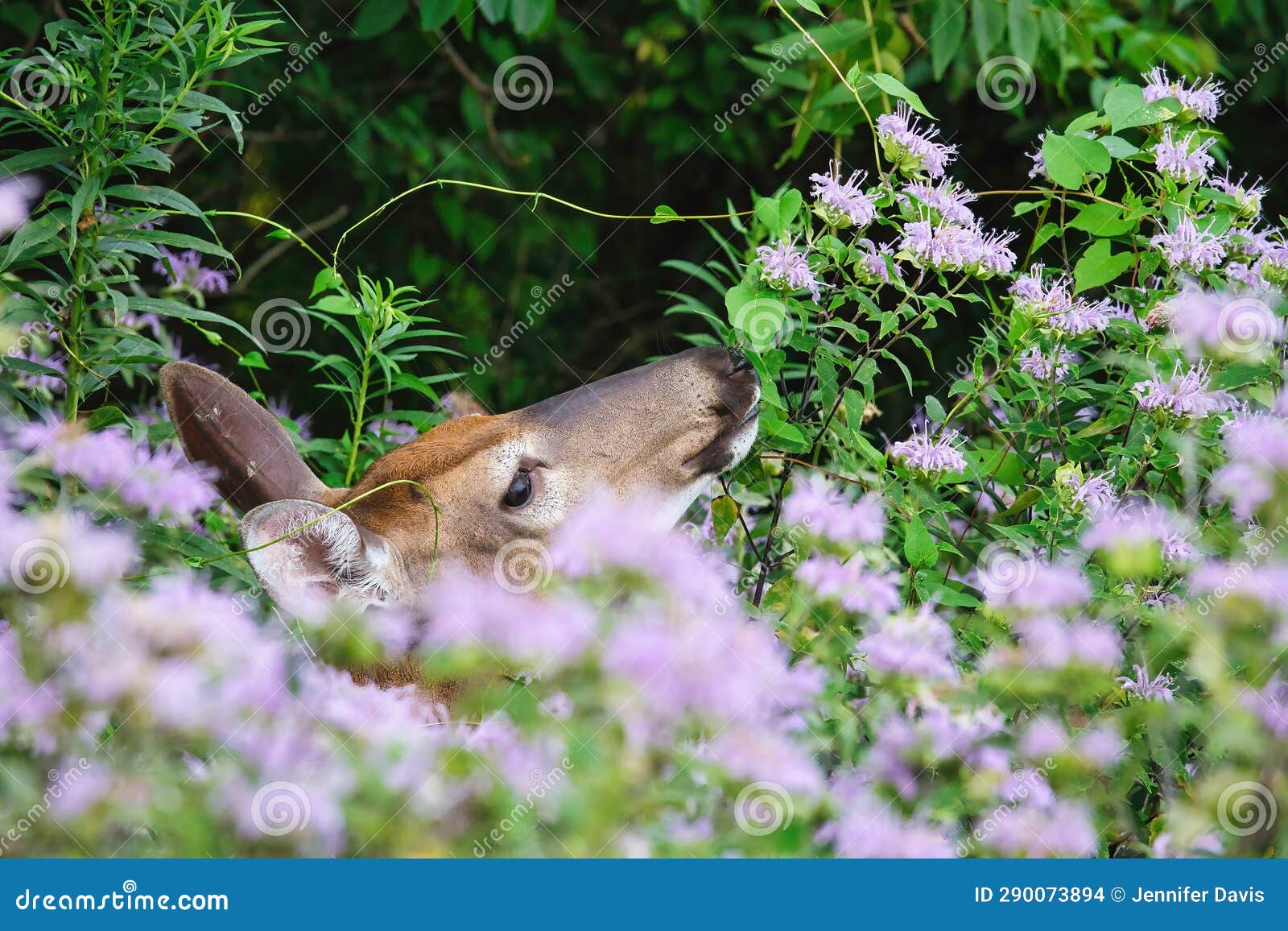A Doe White-Tailed Deer Eats Bee Balm and Leaves for Breakfast Stock ...