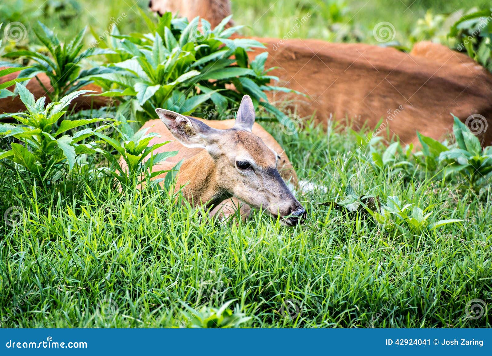 Doe Whitetail Deer Resting stock image. Image of middleburg - 42924041