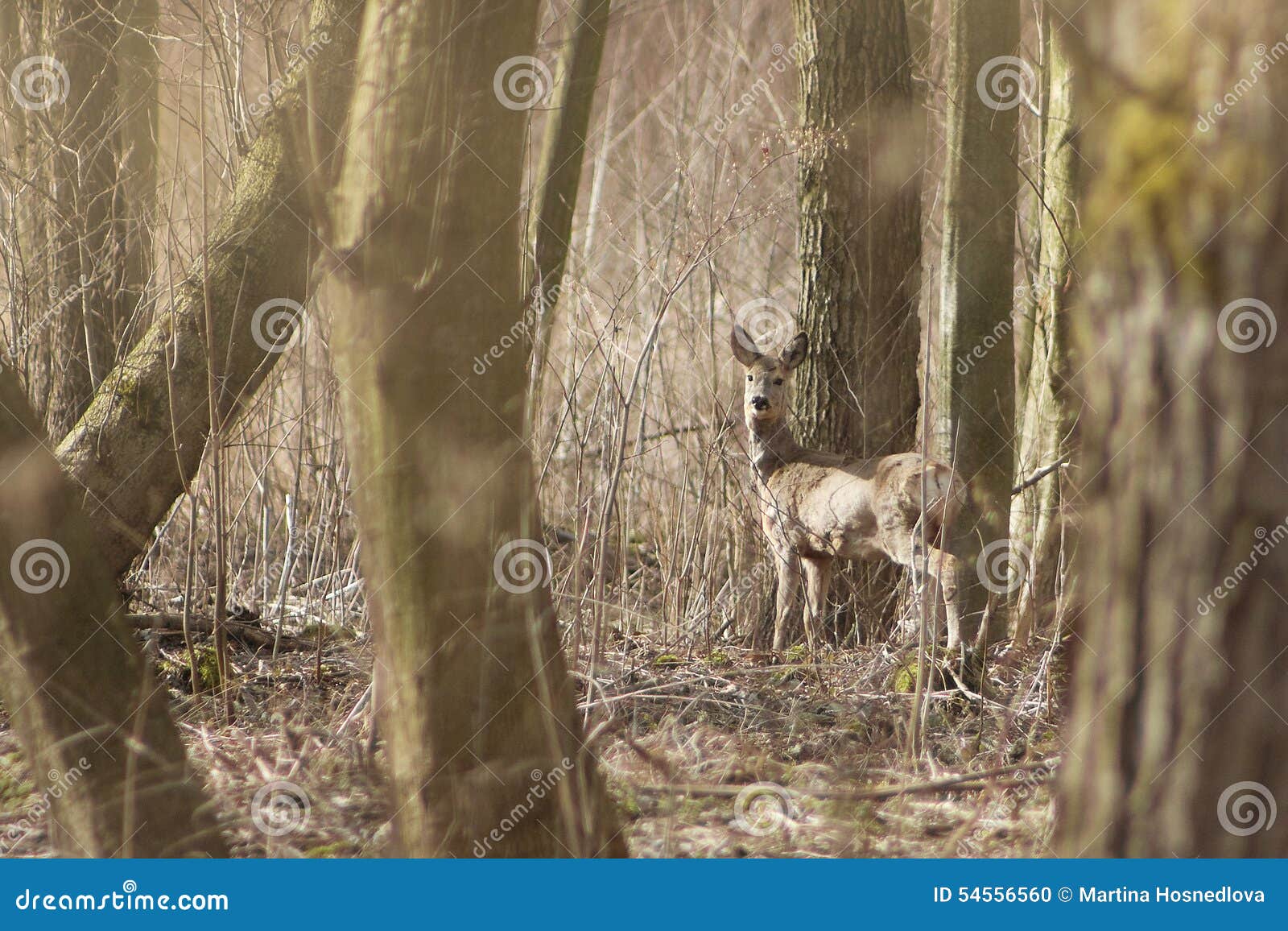 Doe stock photo. Image of animal, mammal, wild, lonely - 54556560