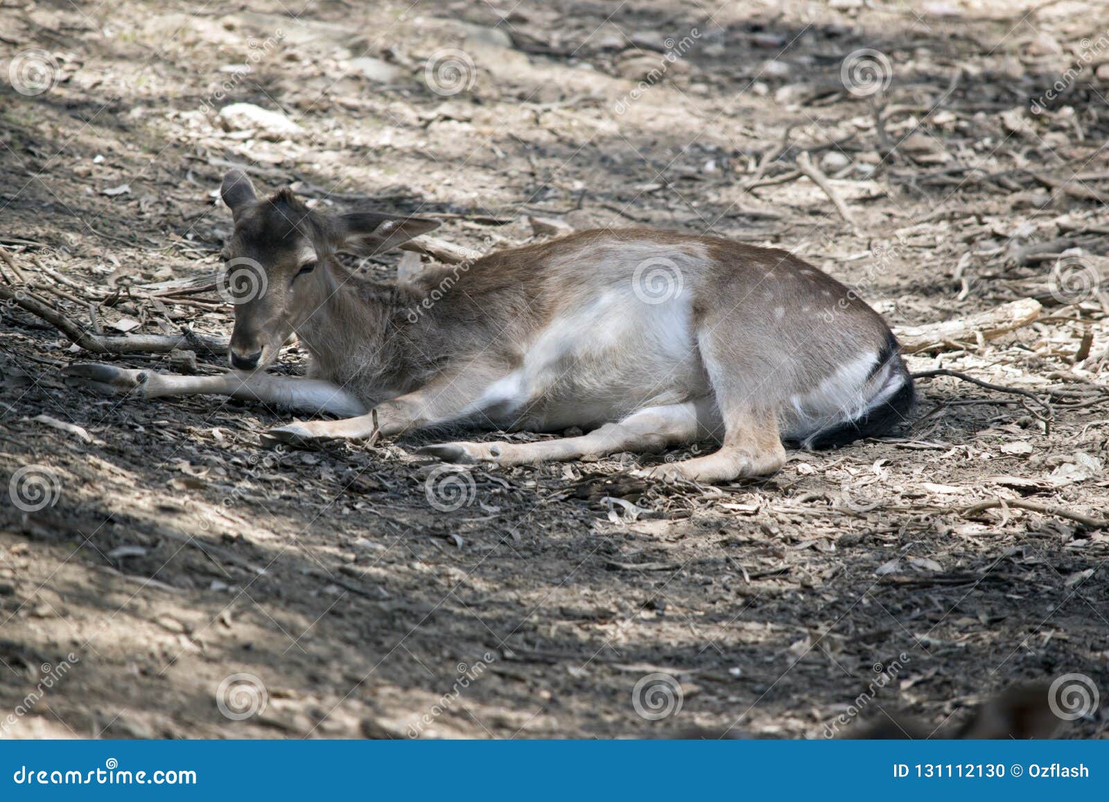 Doe is resting stock photo. Image of farm, resting, animal - 131112130