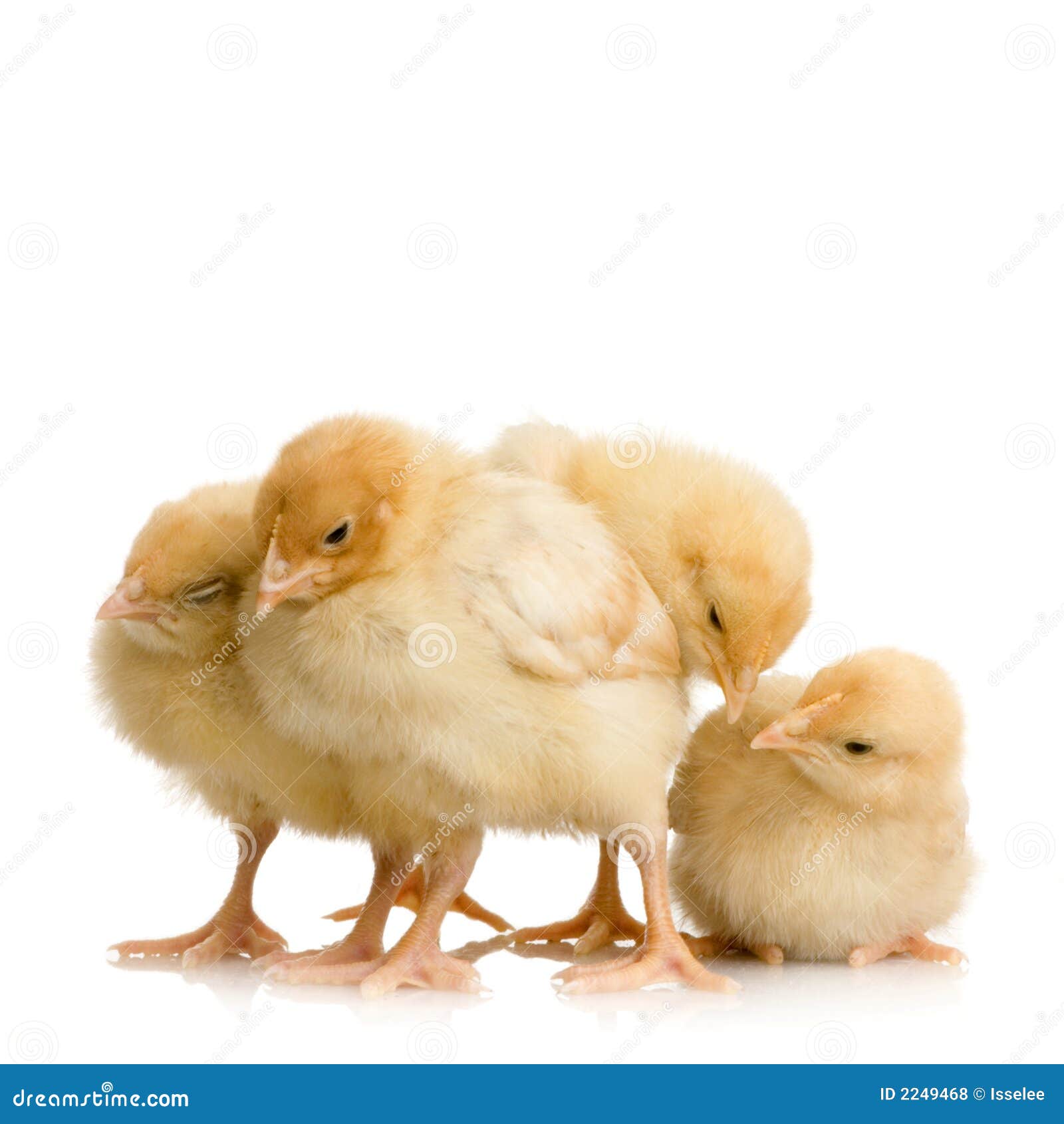 Doen Schrikken Groep Kuikens Stock Foto - Image of dons, baby: 2249468
