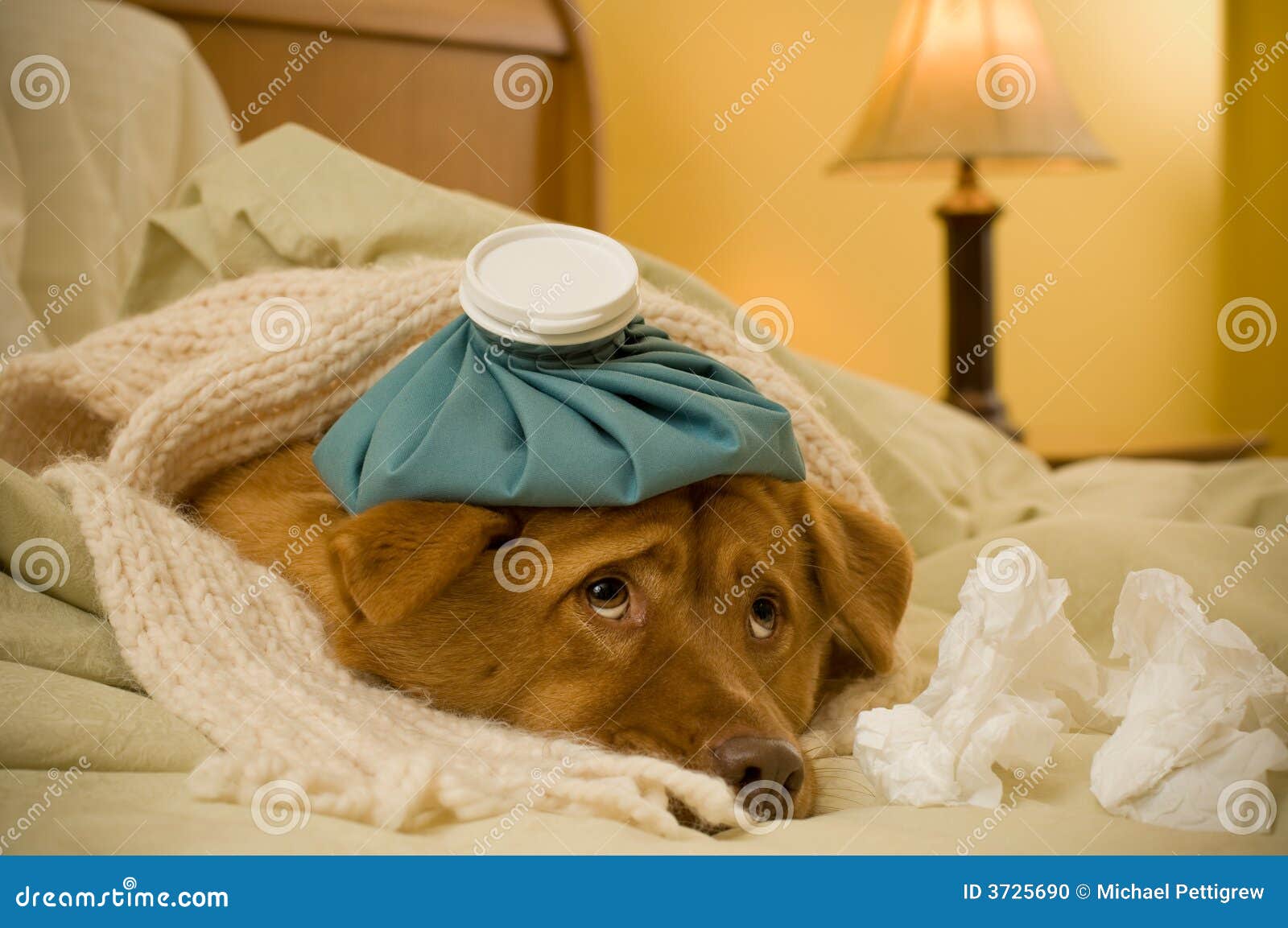 Doente como um cão foto de stock. Imagem de cama, cuidado - 3725690