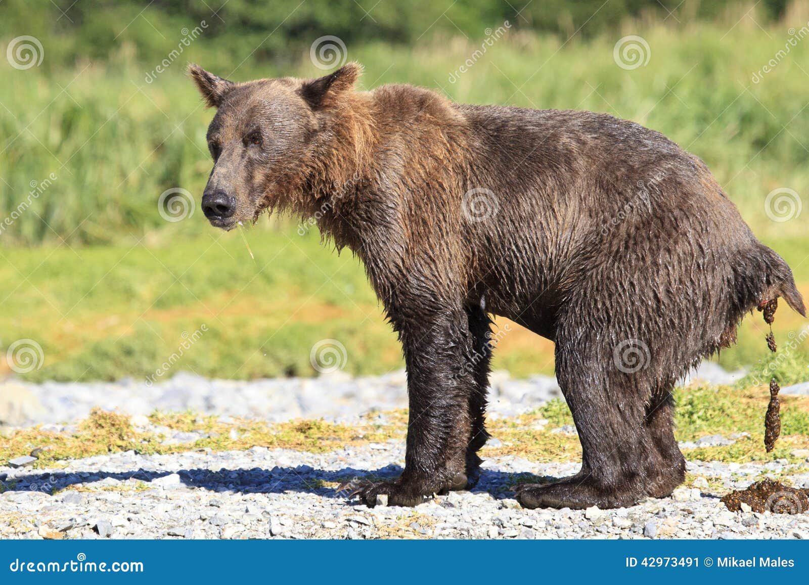 Does a bear in the woods stock image. Image of grizzly - 42973491