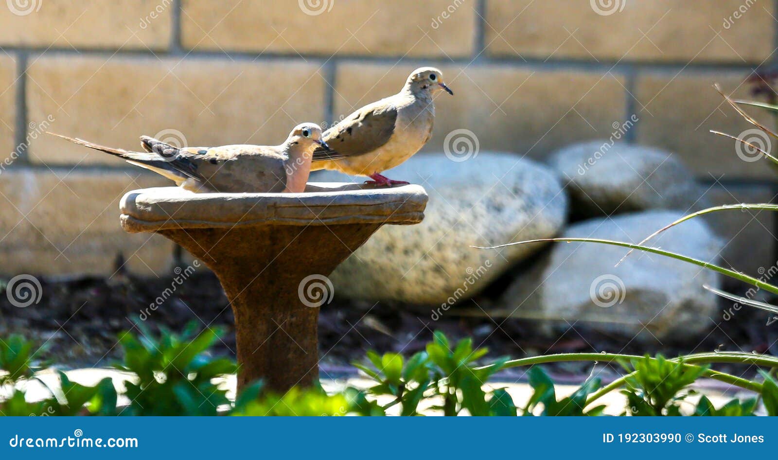 Two Doves Take Care Of Each Other Sitting On A Stone Fence Royalty-Free ...