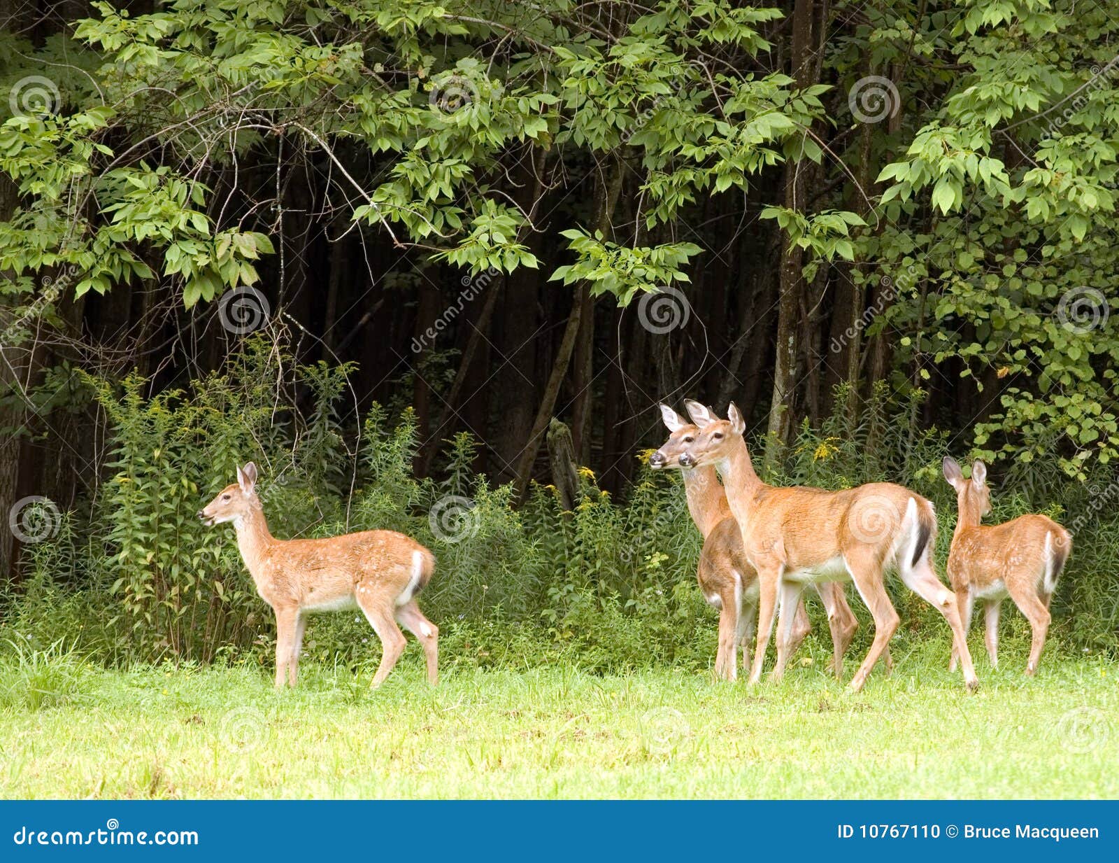Does and Fawns stock photo. Image of outdoors, whitetail - 10767110