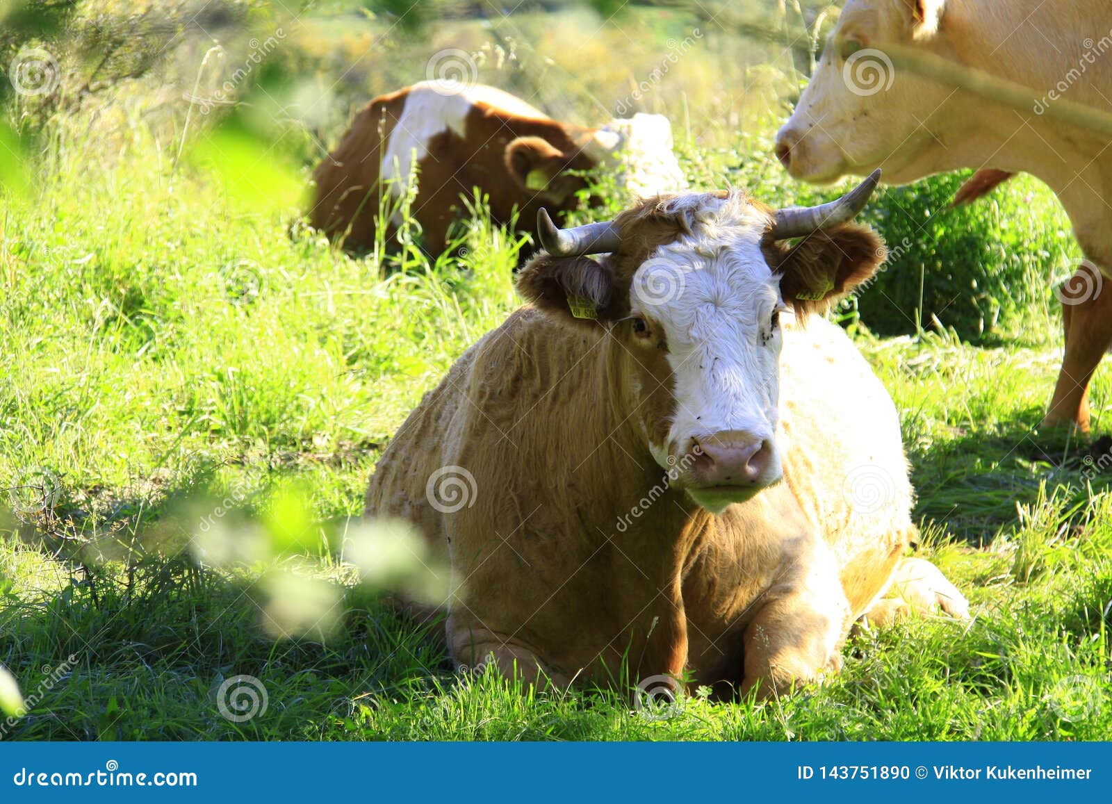 Does Moo cow stock photo. Image of animal, booing, front - 143751890