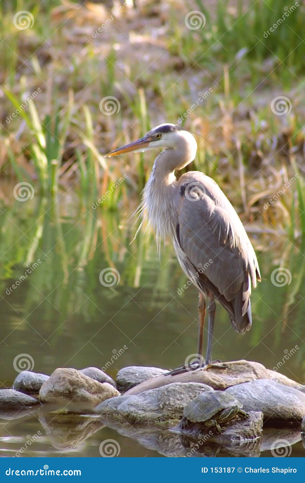 Worried Turtle Stock Photos - Free & Royalty-Free Stock Photos from ...