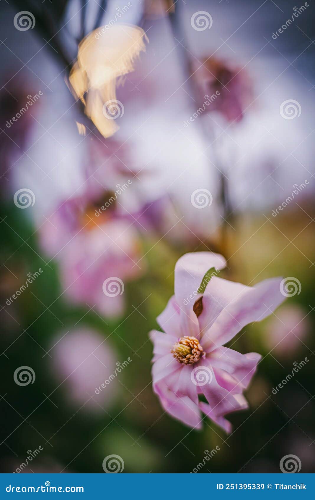 Flowers- Soft Focus Effect. Depth of Field Stock Image - Image of ...