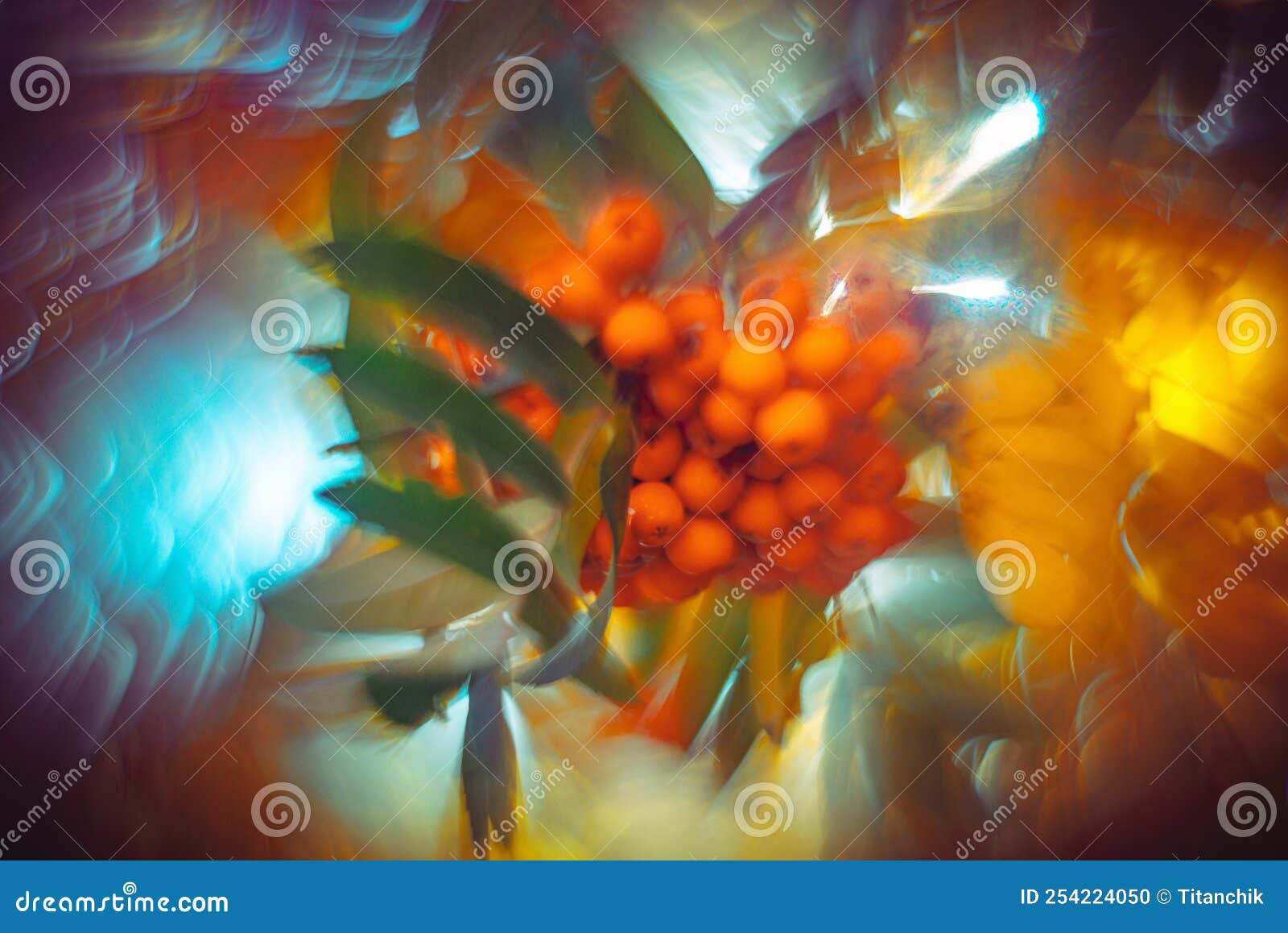 Flowers- Soft Focus Effect. Depth of Field Stock Photo - Image of ...