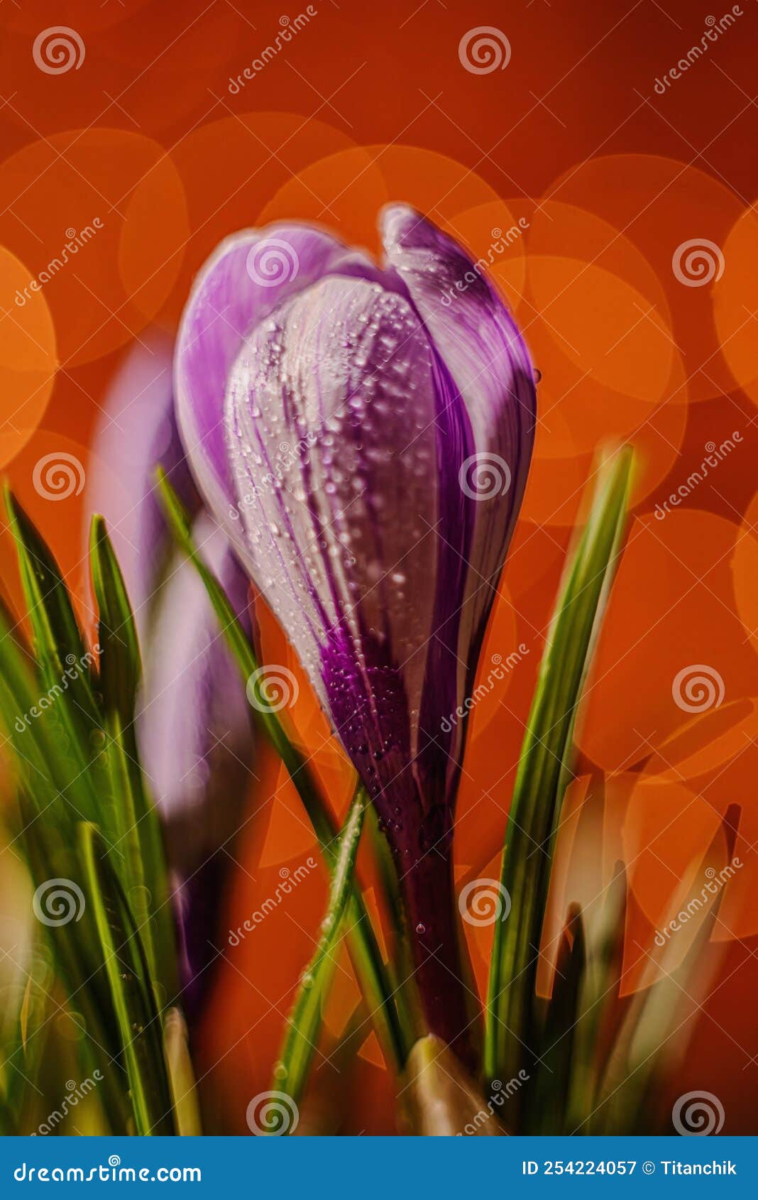 Flowers- Soft Focus Effect. Depth of Field Stock Image - Image of ...