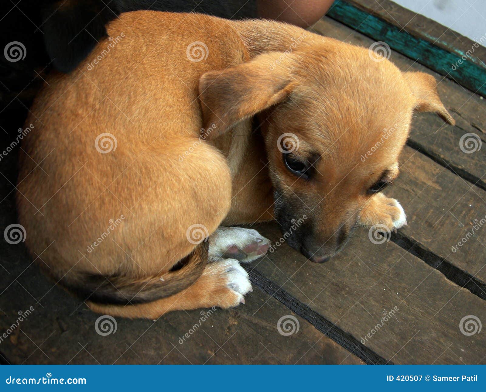 Dog_02 imagen de archivo. Imagen de tarjeta, pierna, abajo - 420507