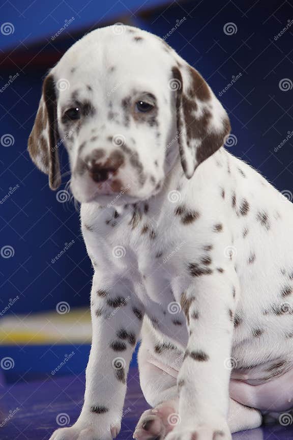 Dog stock photo. Image of puppies, beige, russel, puppy - 1025270