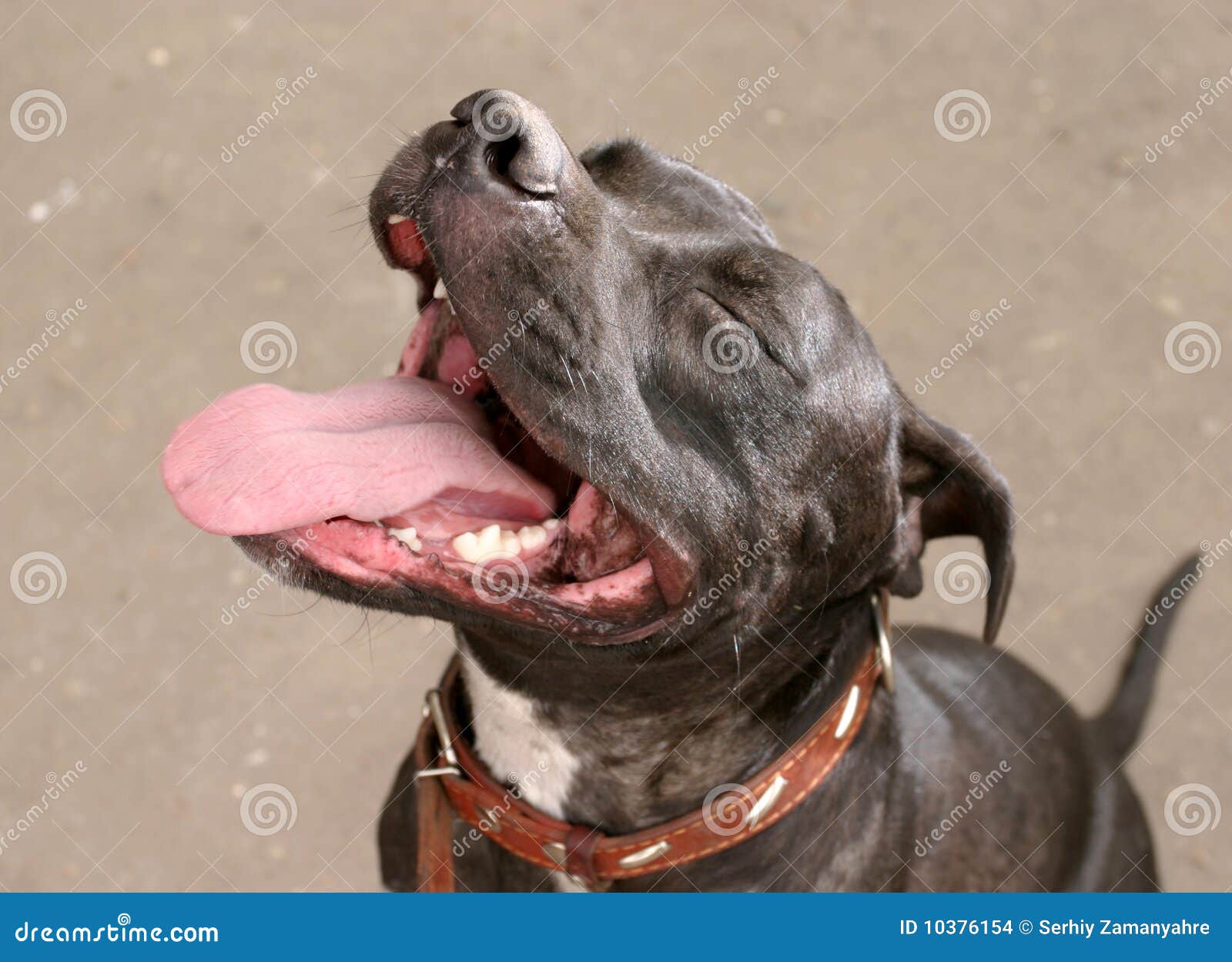 Dog stock photo. Image of fang, cute, adorable, open - 10376154