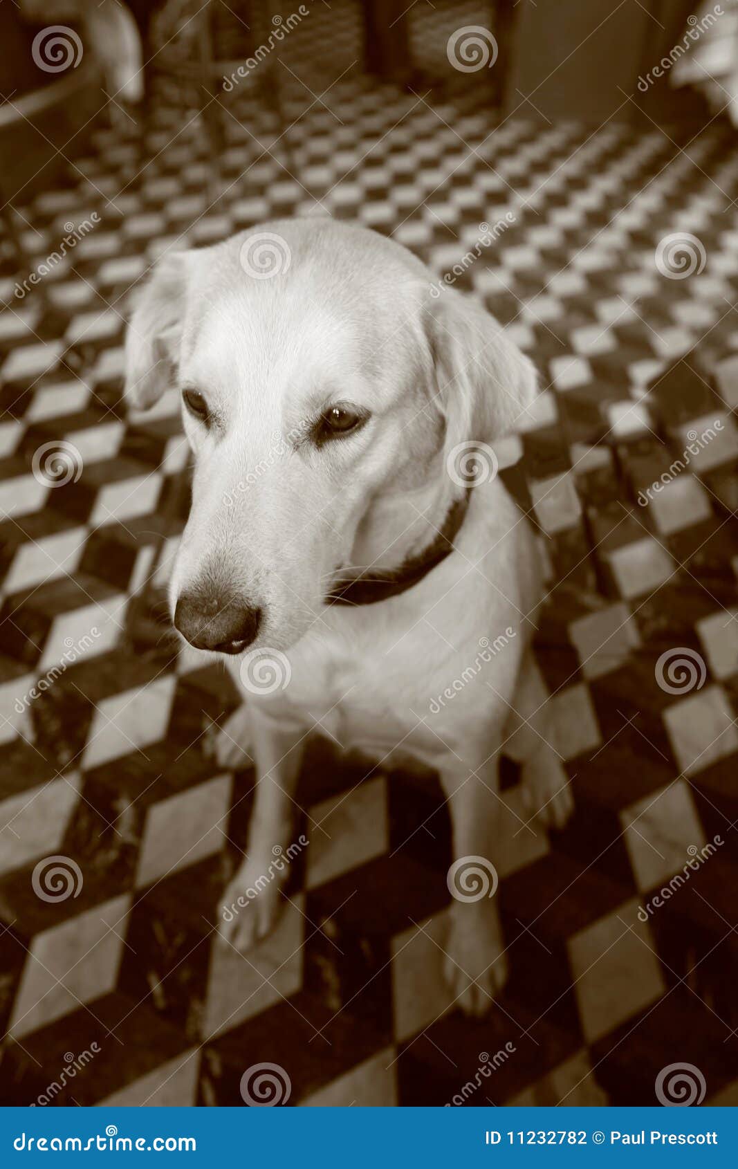 Dog stock photo. Image of doggie, obedient, snob, cute - 11232782