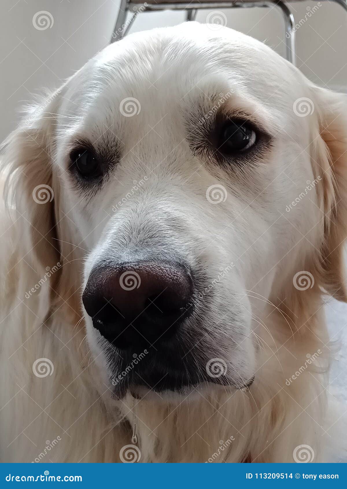Dog stock photo. Image of goldenretriever, golden, drool - 113209514