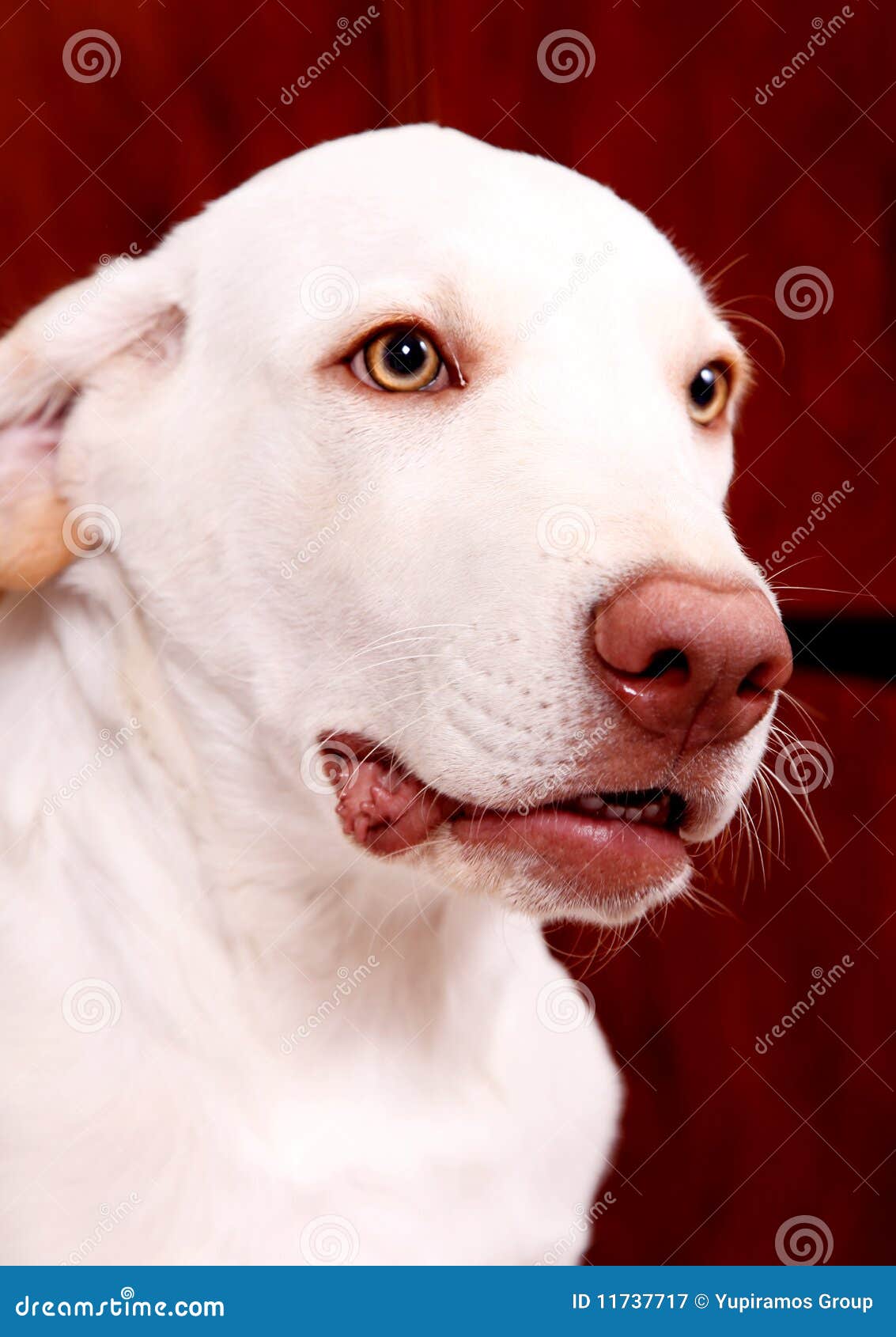 Dog stock image. Image of retriever, breed, beige, look - 11737717