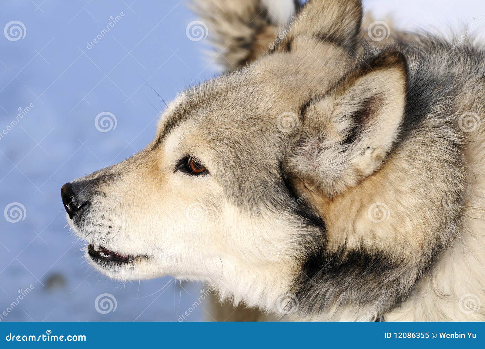 Dog stock image. Image of ferocious, fierce, dogs, animals - 12086355