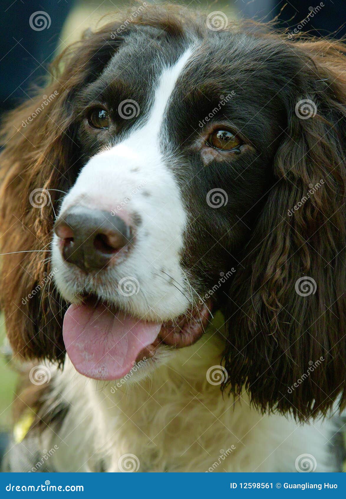 Dog stock image. Image of animals, police, spaniel, military - 12598561
