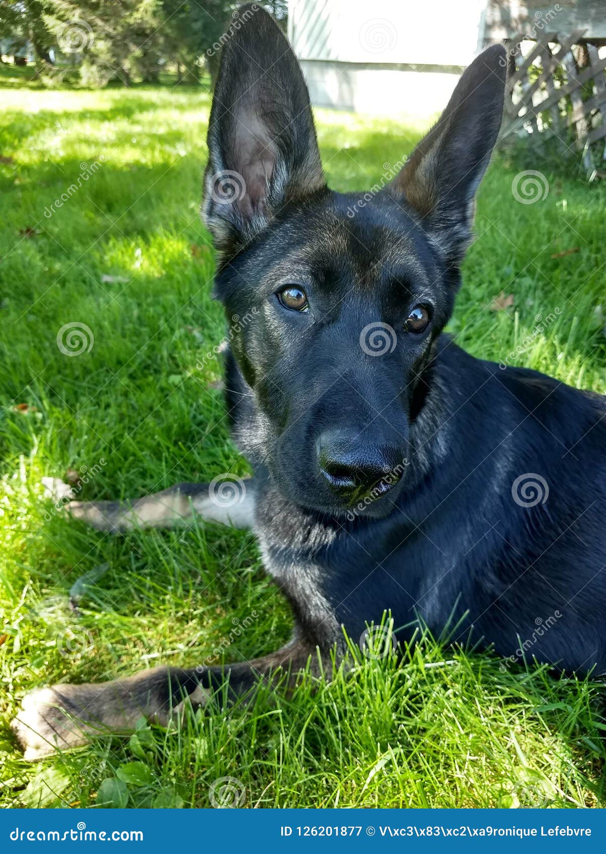 Dog stock image. Image of summer, love, allemand, berger - 126201877