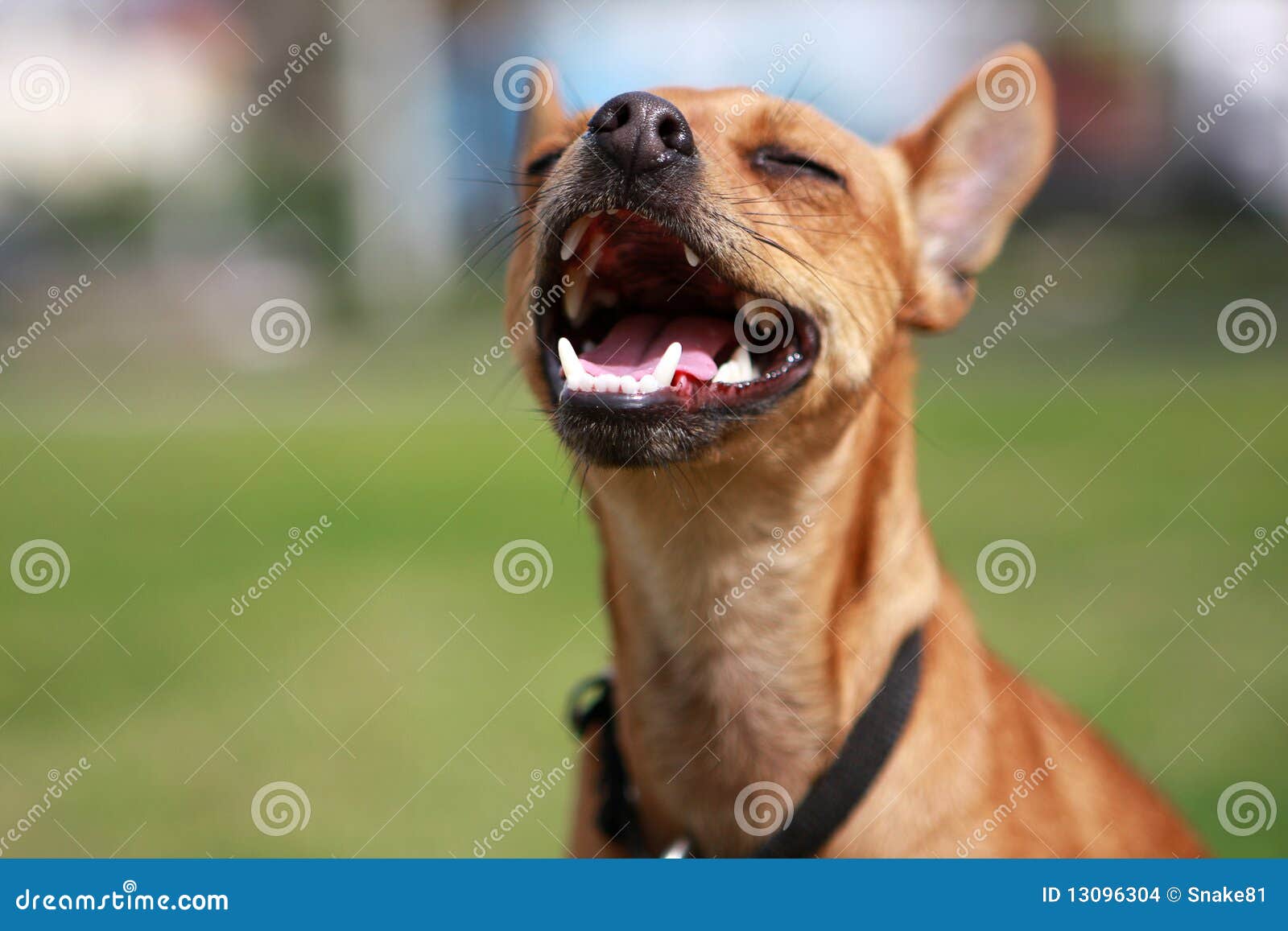 Dog stock photo. Image of yawn, smile, scream, shout - 13096304