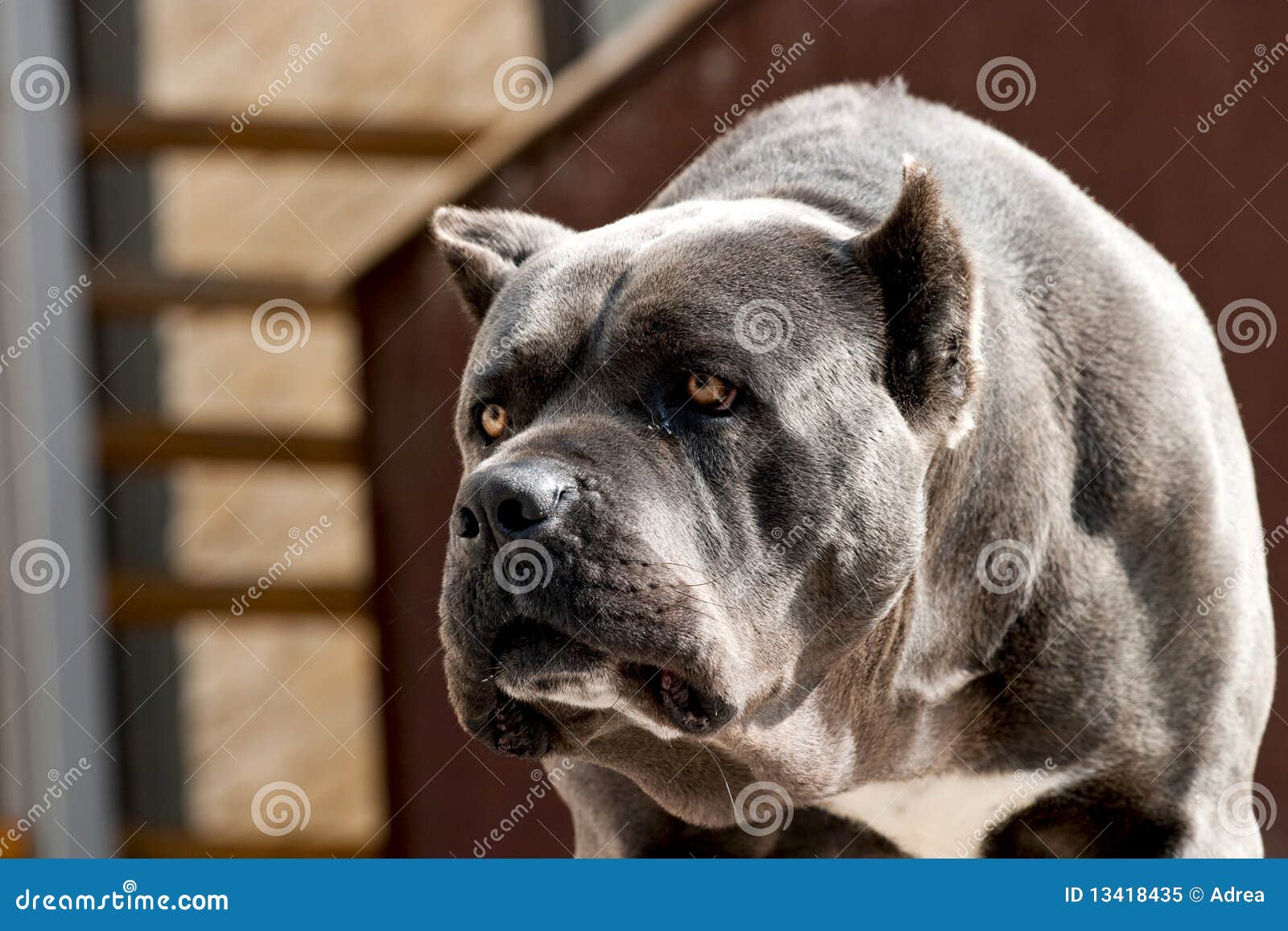Big Bad Dog Looking at His Target Stock Image - Image of breed, evil ...