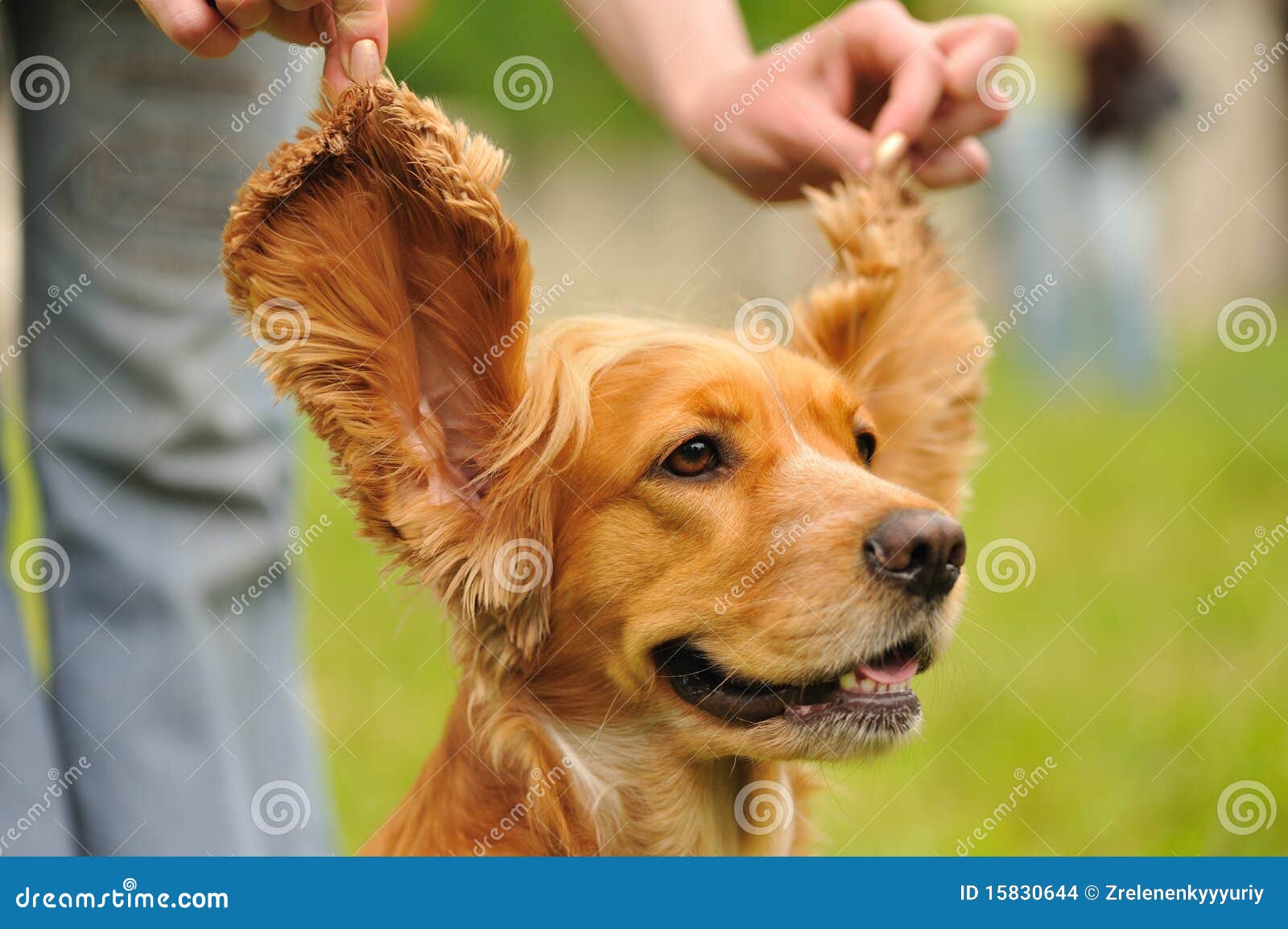 Dog stock photo. Image of play, agitated, breed, black - 15830644