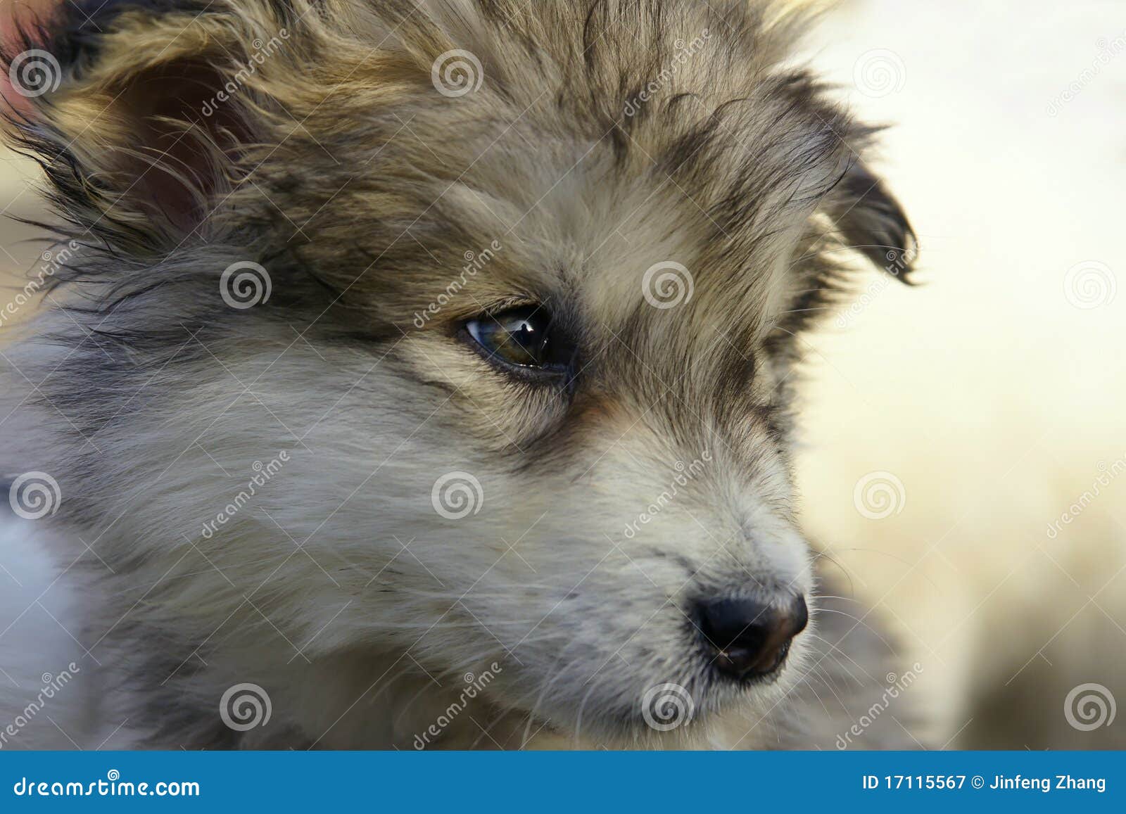 Dog stock image. Image of mignon, dogs, likable, macro - 17115567