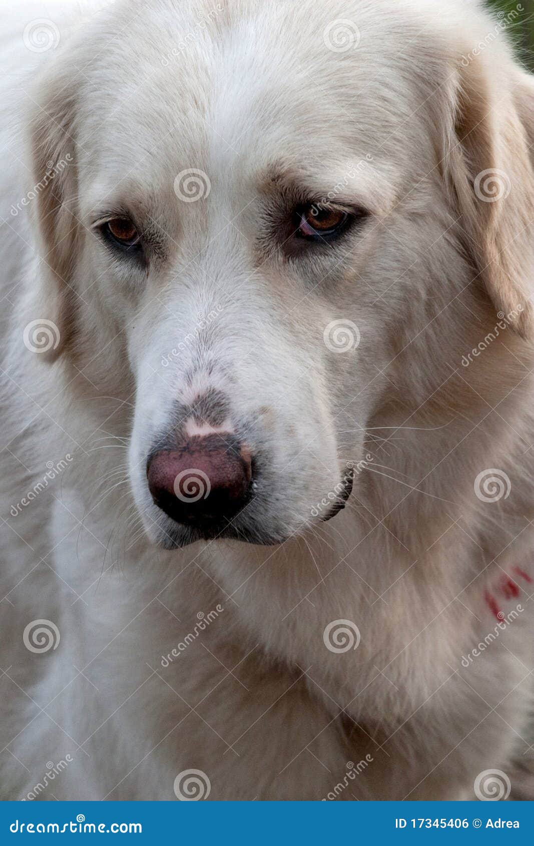 Portrait of a Sad Labrador Retriever Dog Stock Photo - Image of ...