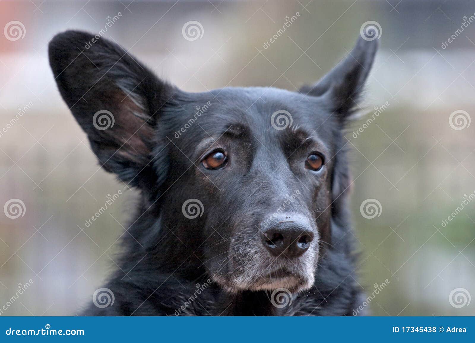 Portrait of a mongrel dog stock photo. Image of mature - 17345438