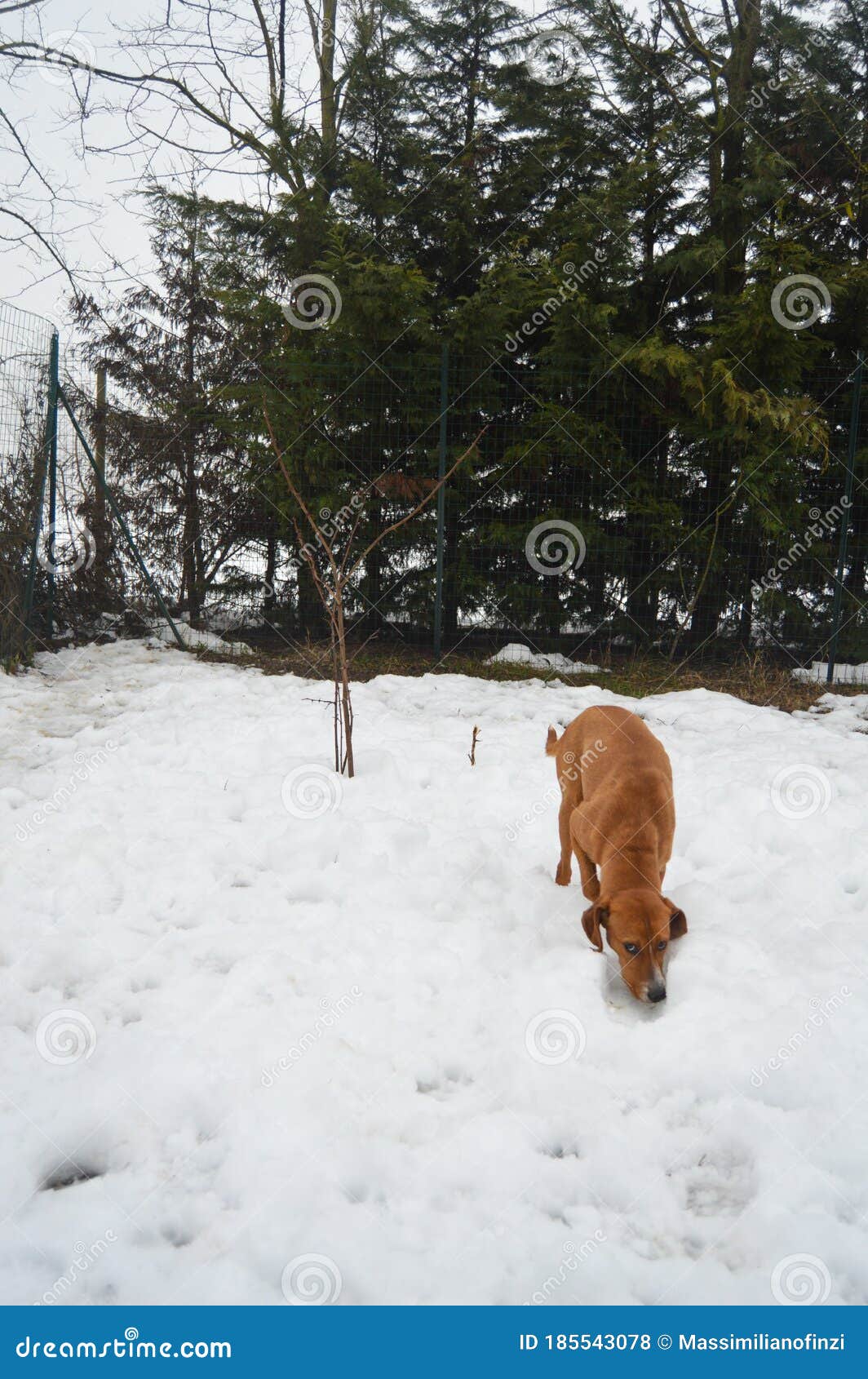 Brown Dog with Sad Face in the Snow Stock Photo - Image of face, angry ...