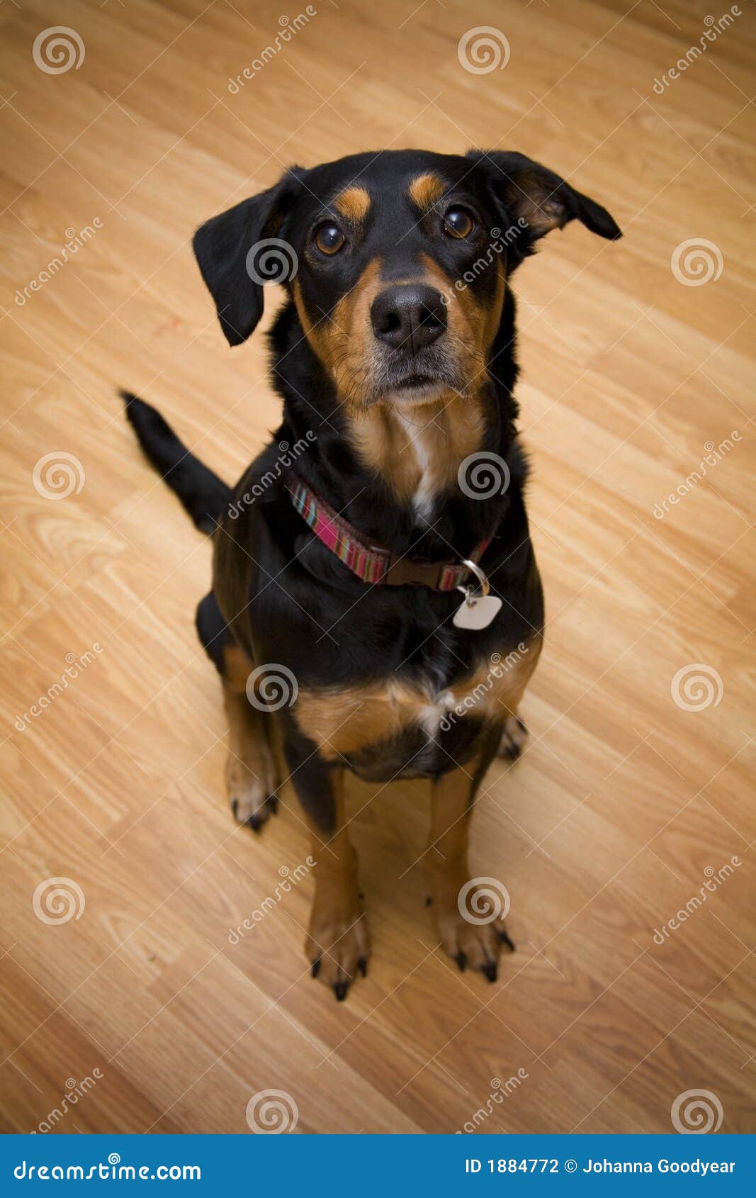 Dog stock photo. Image of hound, contented, groom, dogs - 1884772