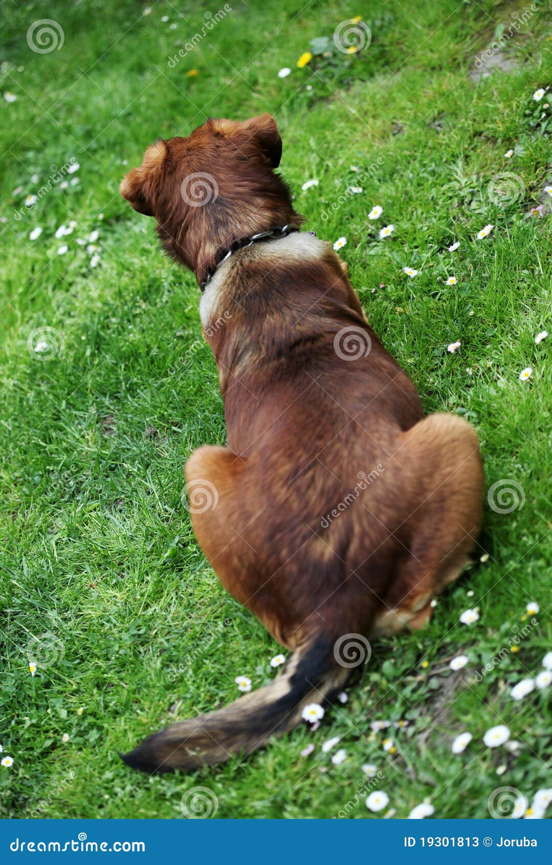 Dog stock image. Image of vertical, outdoor, crossbred - 19301813
