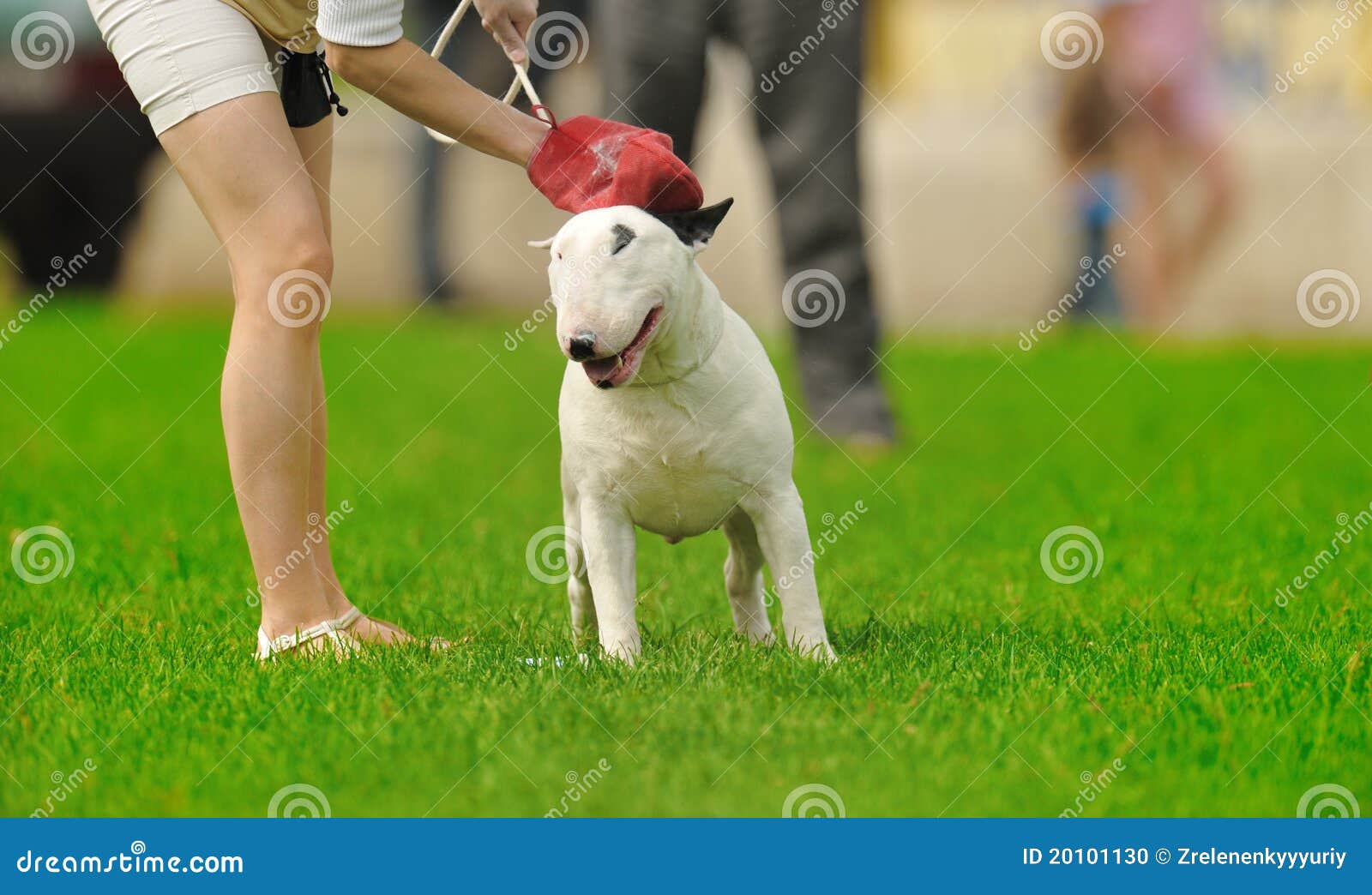 Dog stock photo. Image of animal, mammal, body, collar - 20101130