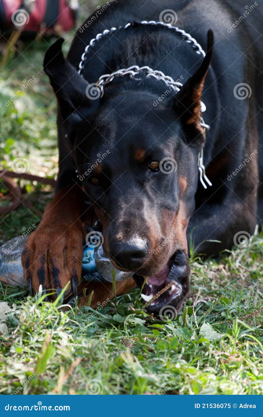 Doberman Dog Chewing a Plastic Bottle Stock Image - Image of house ...