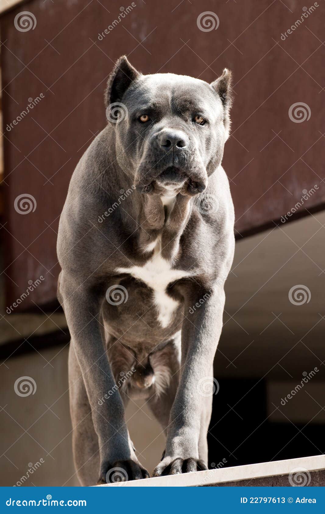 Big Bad Dog Looking at His Target Stock Image - Image of molosse ...