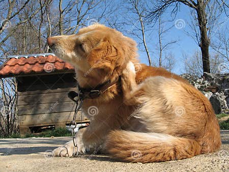 Dog stock photo. Image of happy, feeling, good, breed - 23827794