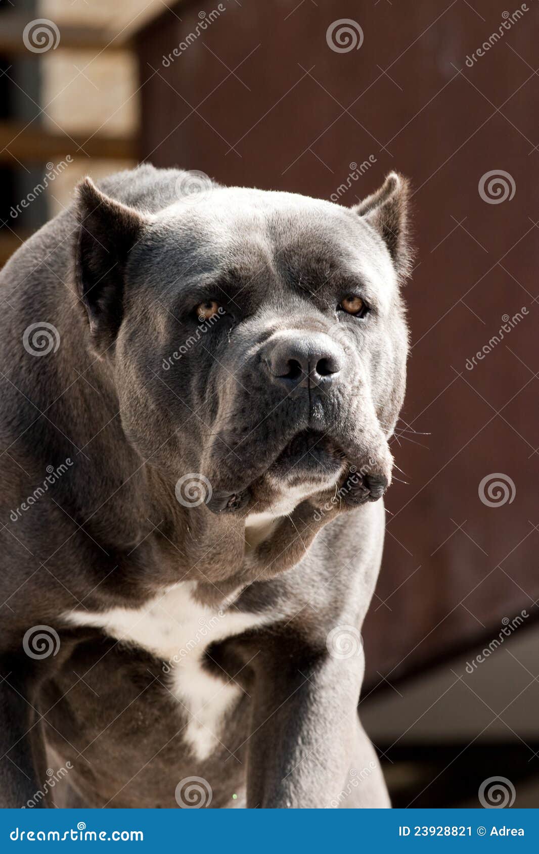 Big Bad Dog Looking at His Target Stock Image - Image of bark, look ...
