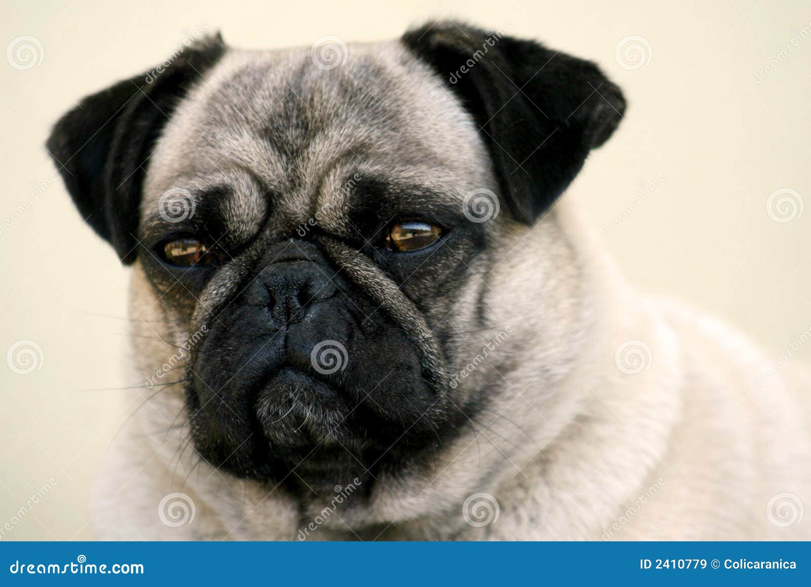 Children Dog Pigeons Stock Photos - Free & Royalty-Free Stock Photos ...