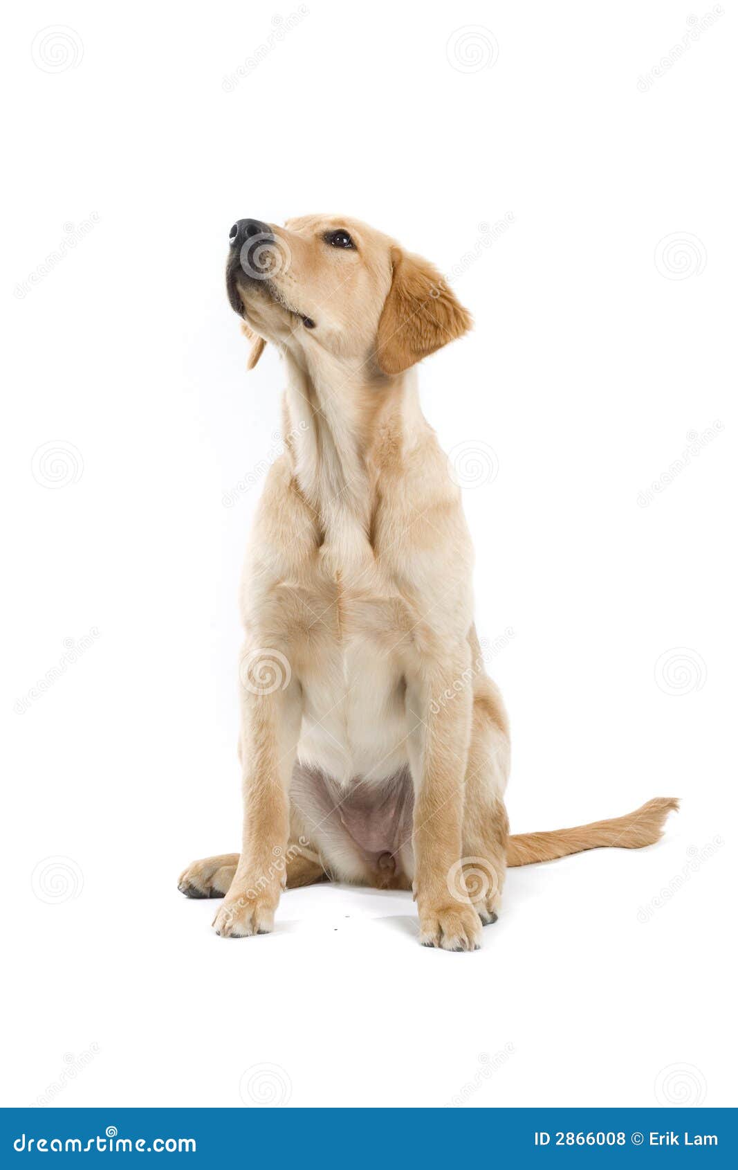 Dog stock photo. Image of expectation, canis, large, white - 2866008