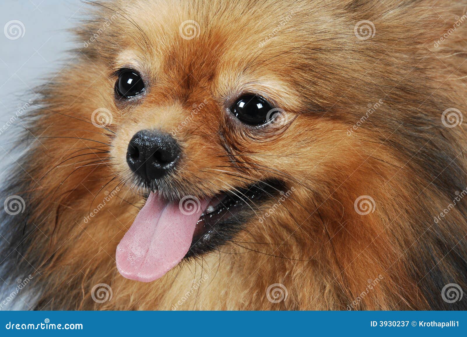 Dog stock image. Image of animal, sharp, dogs, animals - 3930237