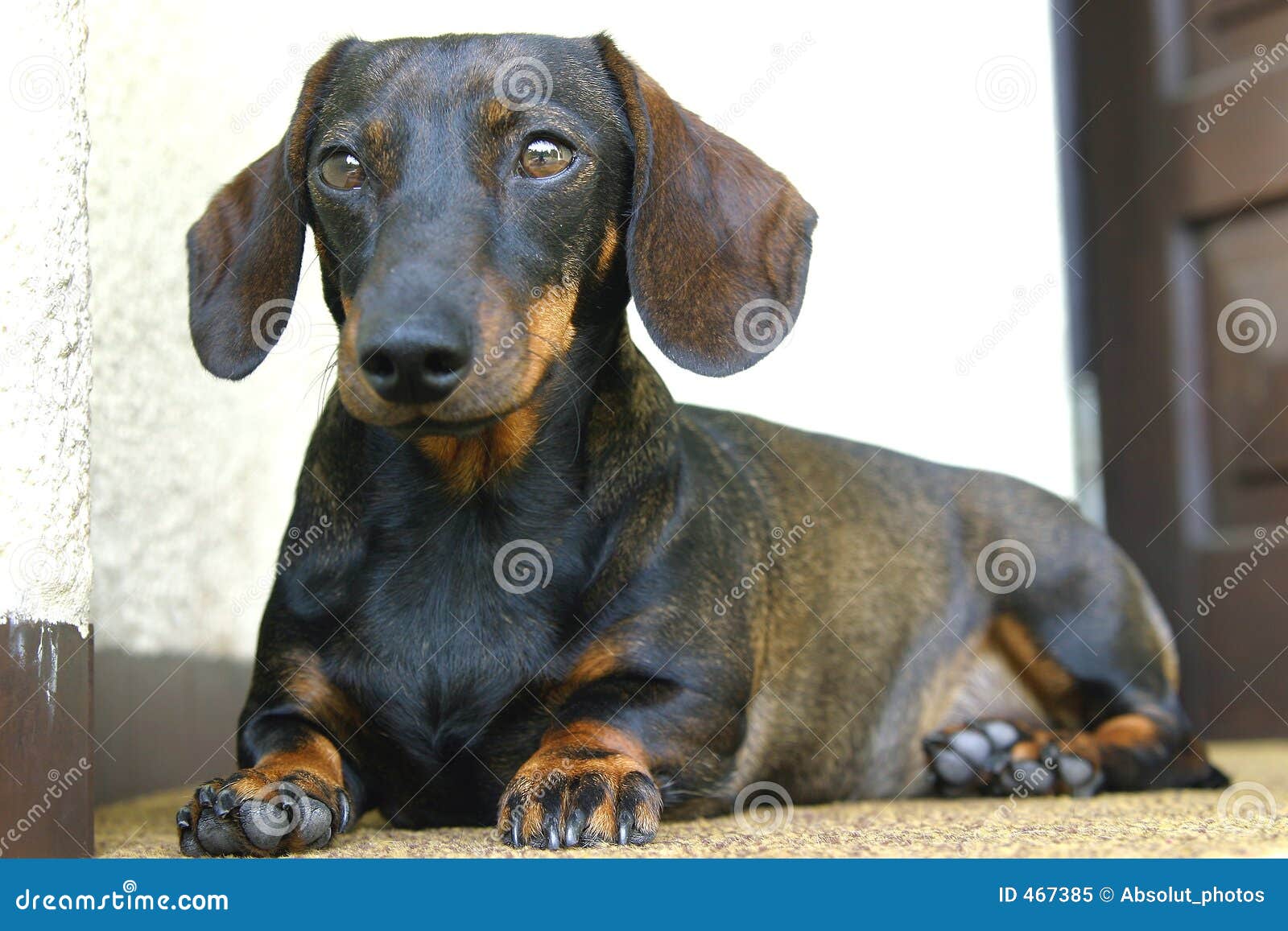 Dog stock image. Image of breed, funny, dachshund, head - 467385