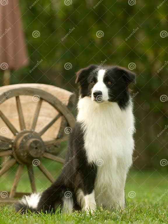 Dog stock photo. Image of contemplate, domestic, head - 4723246