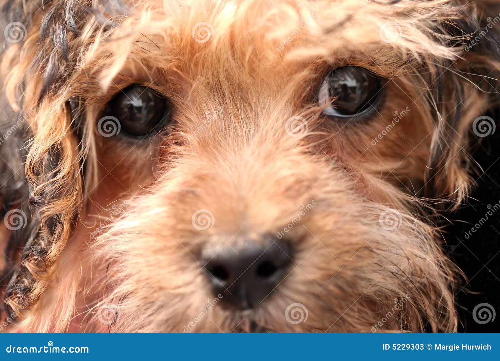 Dog stock image. Image of wiry, close, mixbreed, face - 5229303