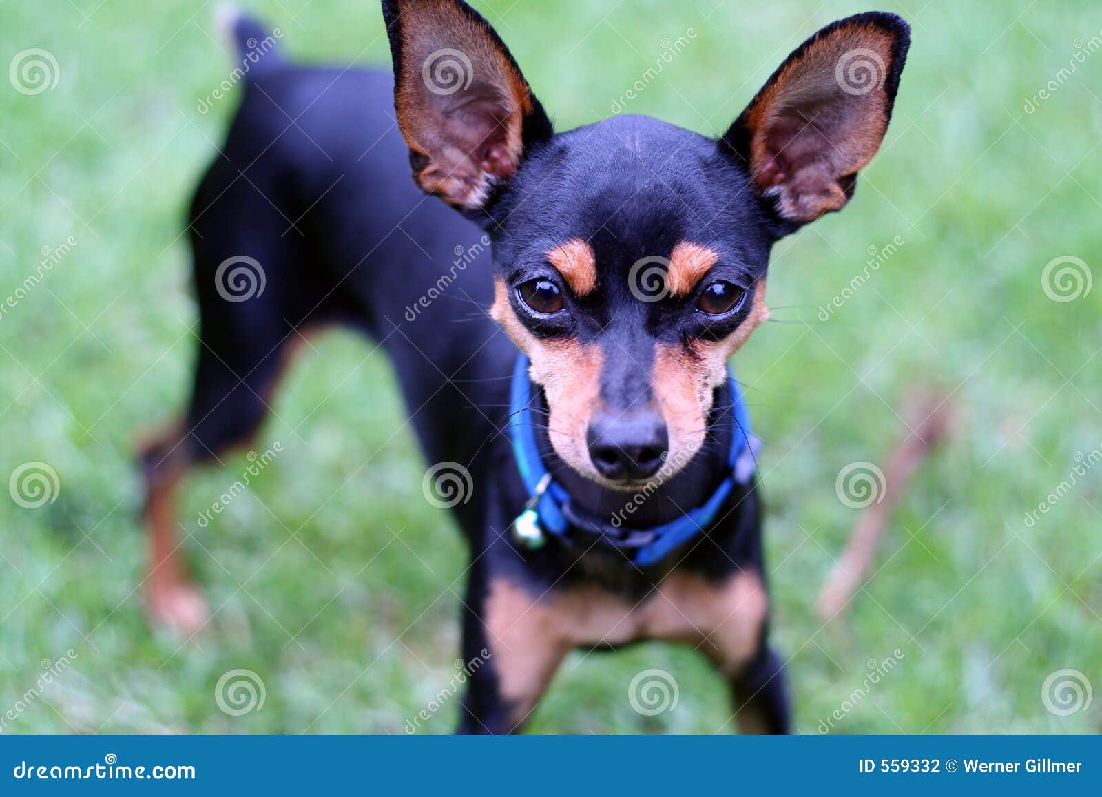 Dog stock photo. Image of dobbie, black, hound, bark, doggy - 559332