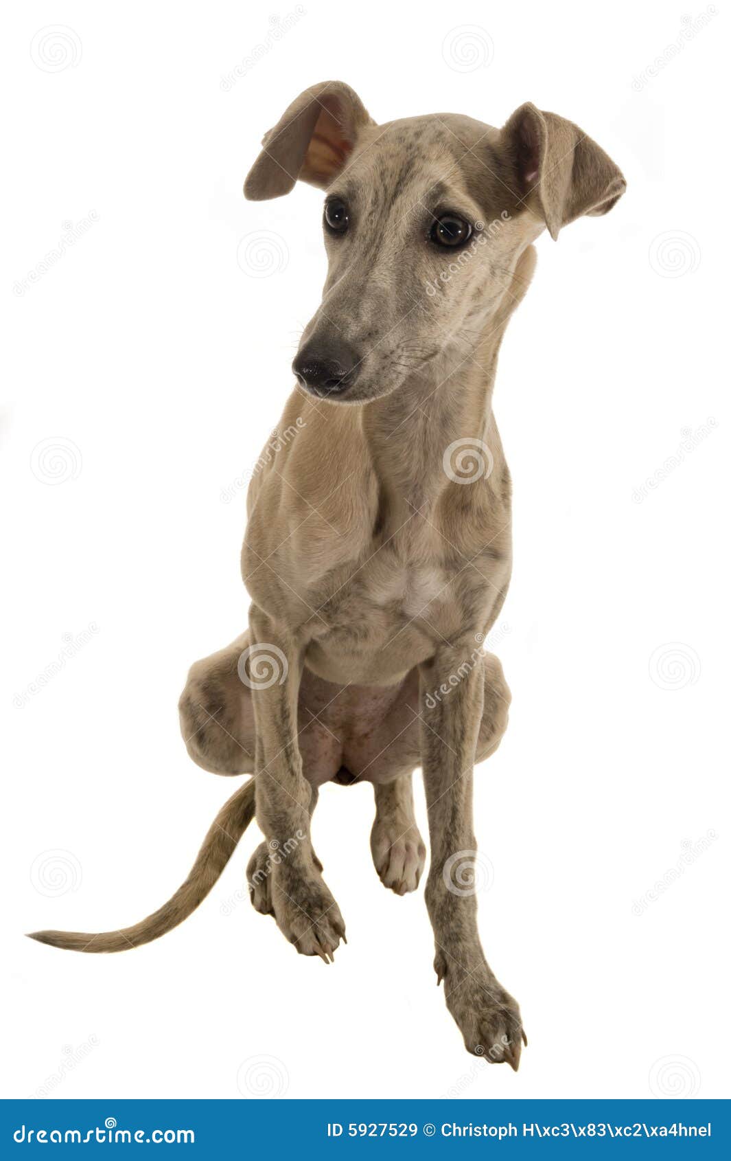 Dog stock image. Image of lassie, puppy, animal, friend - 5927529