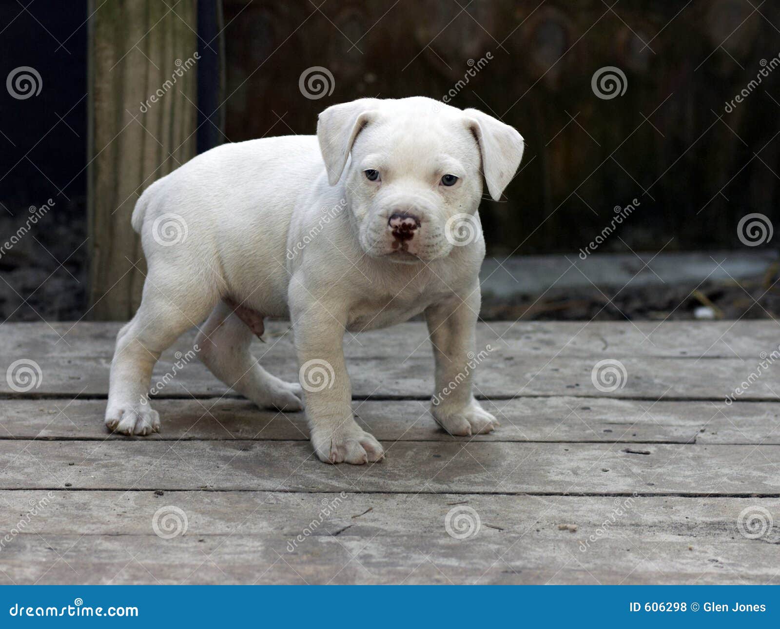 Dog stock photo. Image of alpha, puppies, puppy, friends - 606298