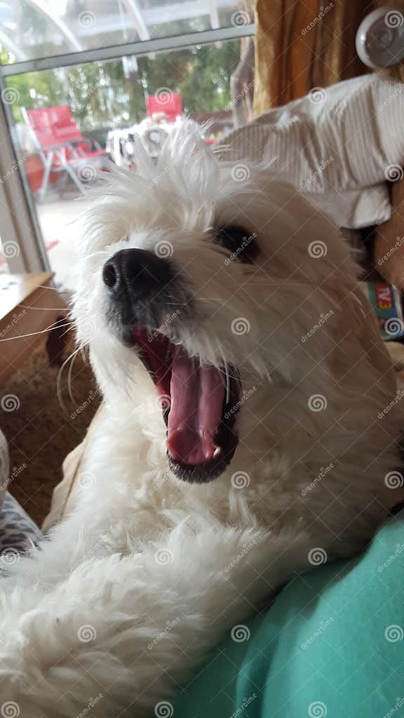 Dog stock photo. Image of white, doggy, dogan, happy - 81142324
