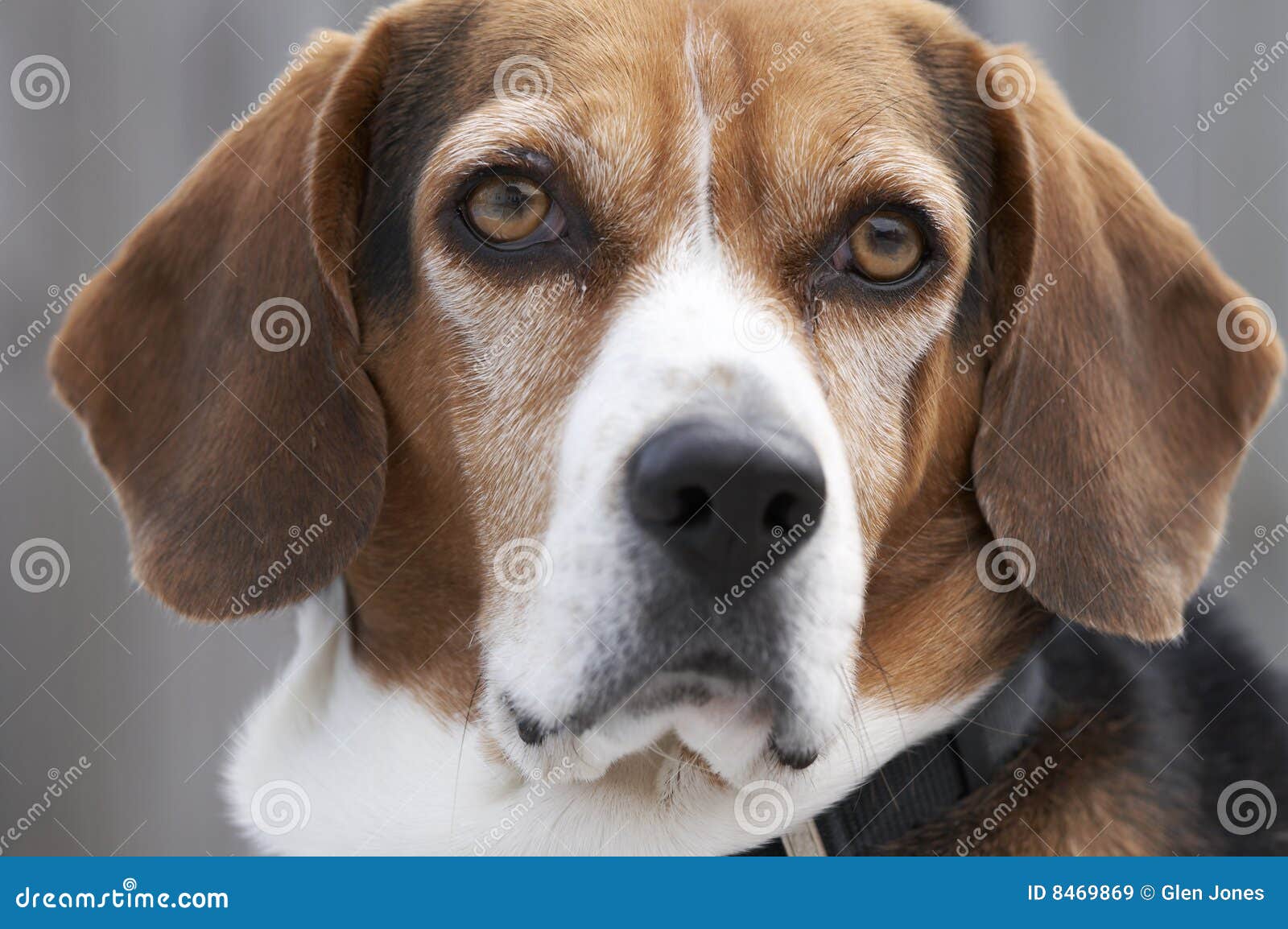 Dog stock image. Image of hound, droopy, male, beagle - 8469869