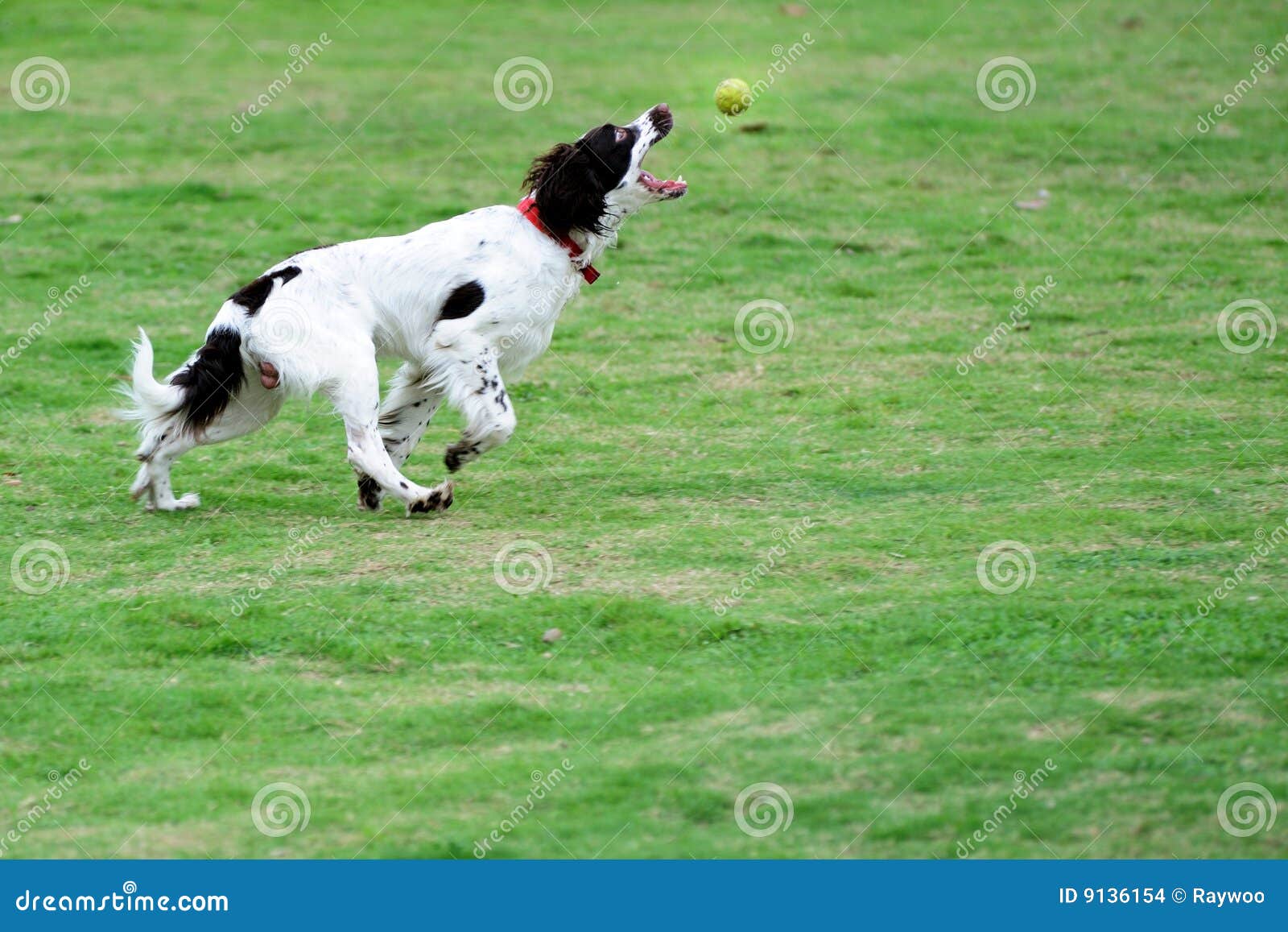 Dog stock photo. Image of park, puppy, open, intelligent - 9136154